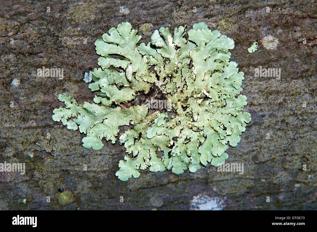 Lichen, on a rock Stock Photo - Alamy