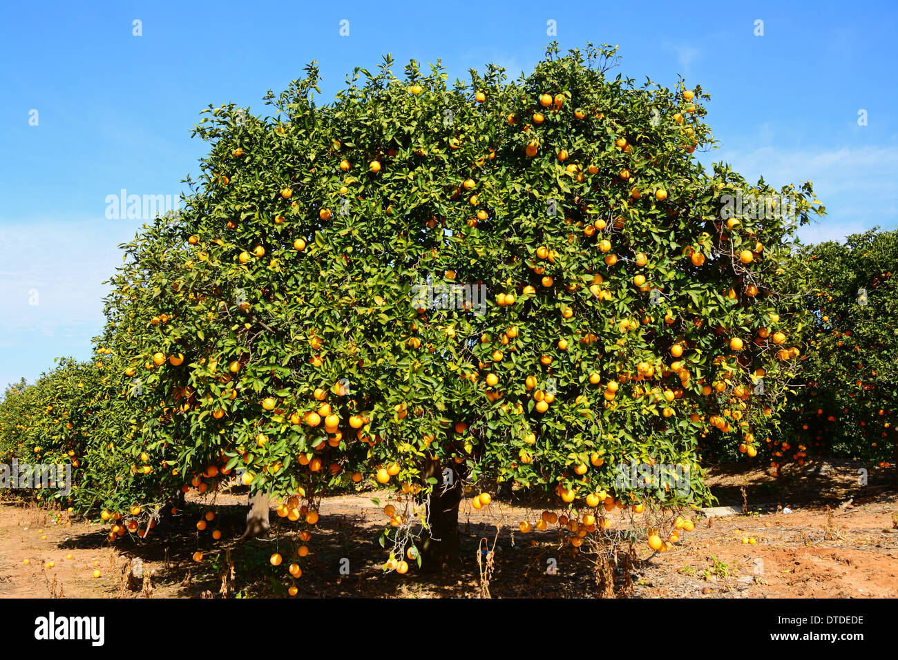 Orange tree grove hi-res stock photography and images - Alamy