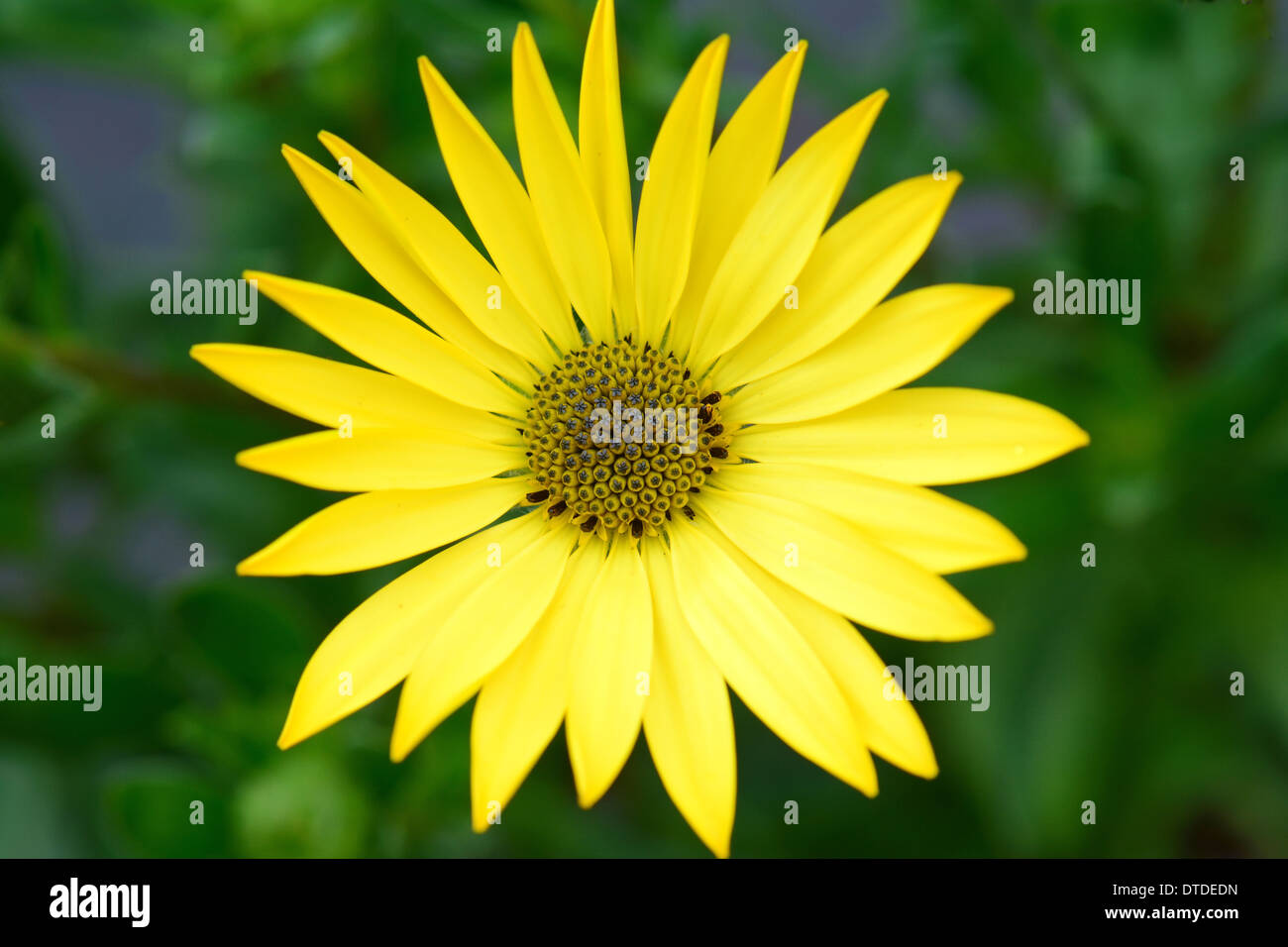 Osteospermum - Yellow flower Stock Photo - Alamy