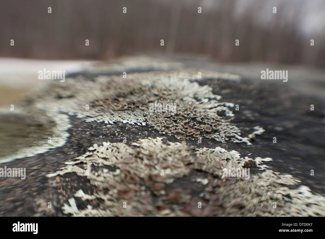 Frozen lichen hi-res stock photography and images - Alamy