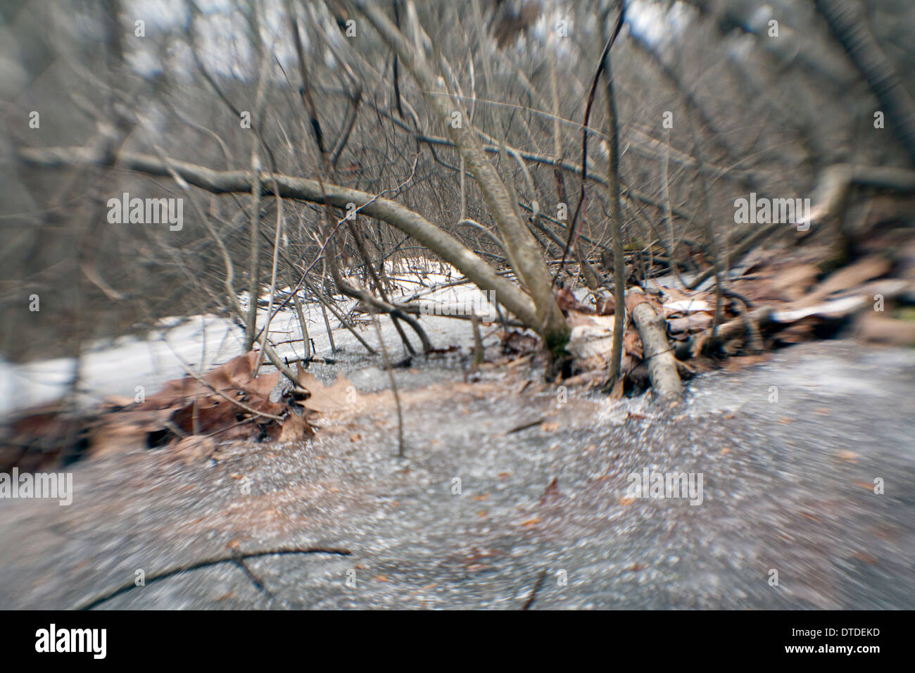 Frightening trees england hi-res stock photography and images - Alamy