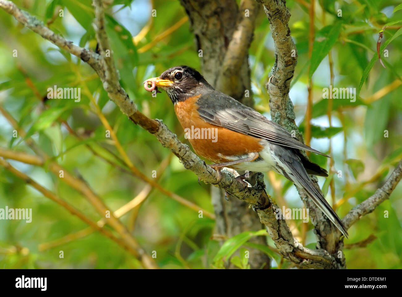American robin with worm hi-res stock photography and images - Alamy