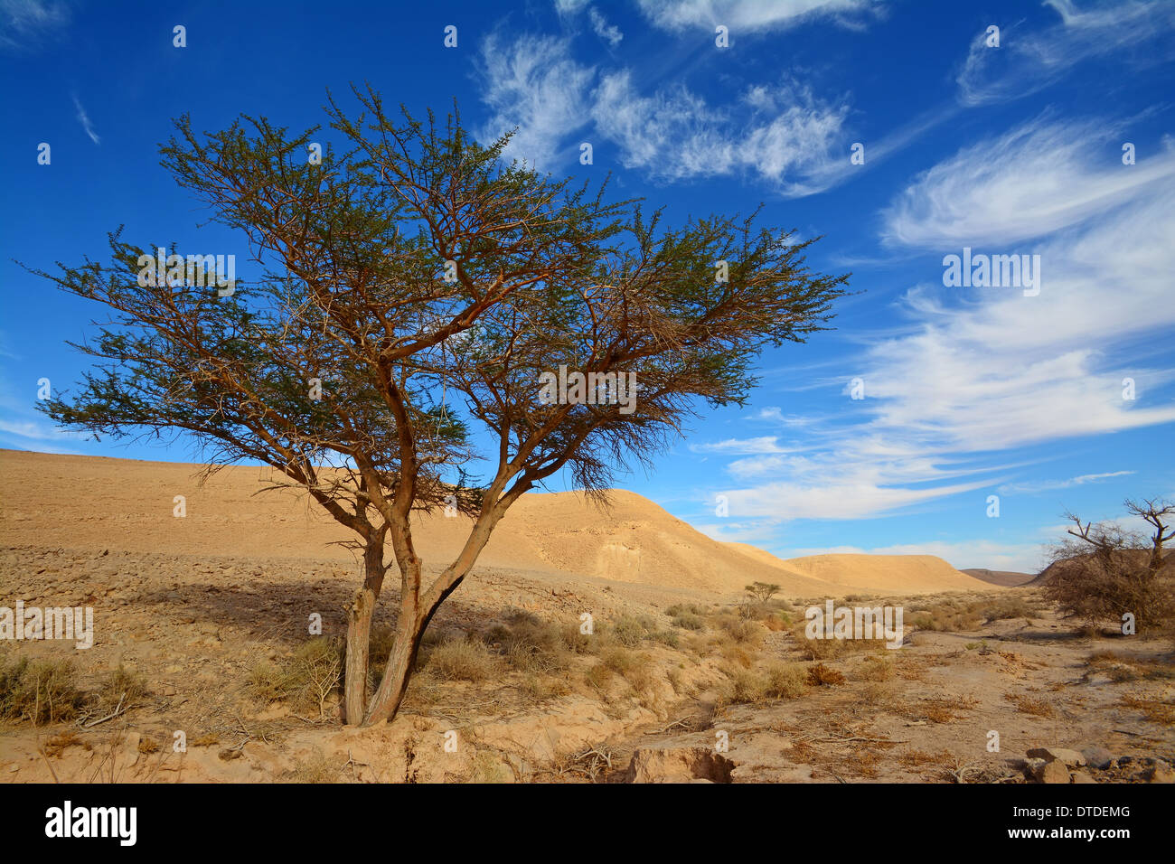 Israel landscape desert tree hi-res stock photography and images - Alamy