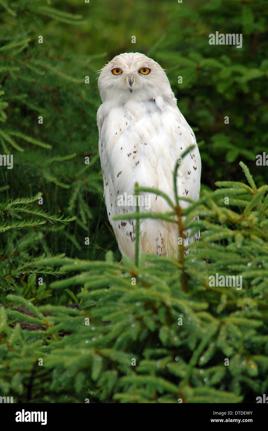 Alaska summer wildlife hi-res stock photography and images - Alamy