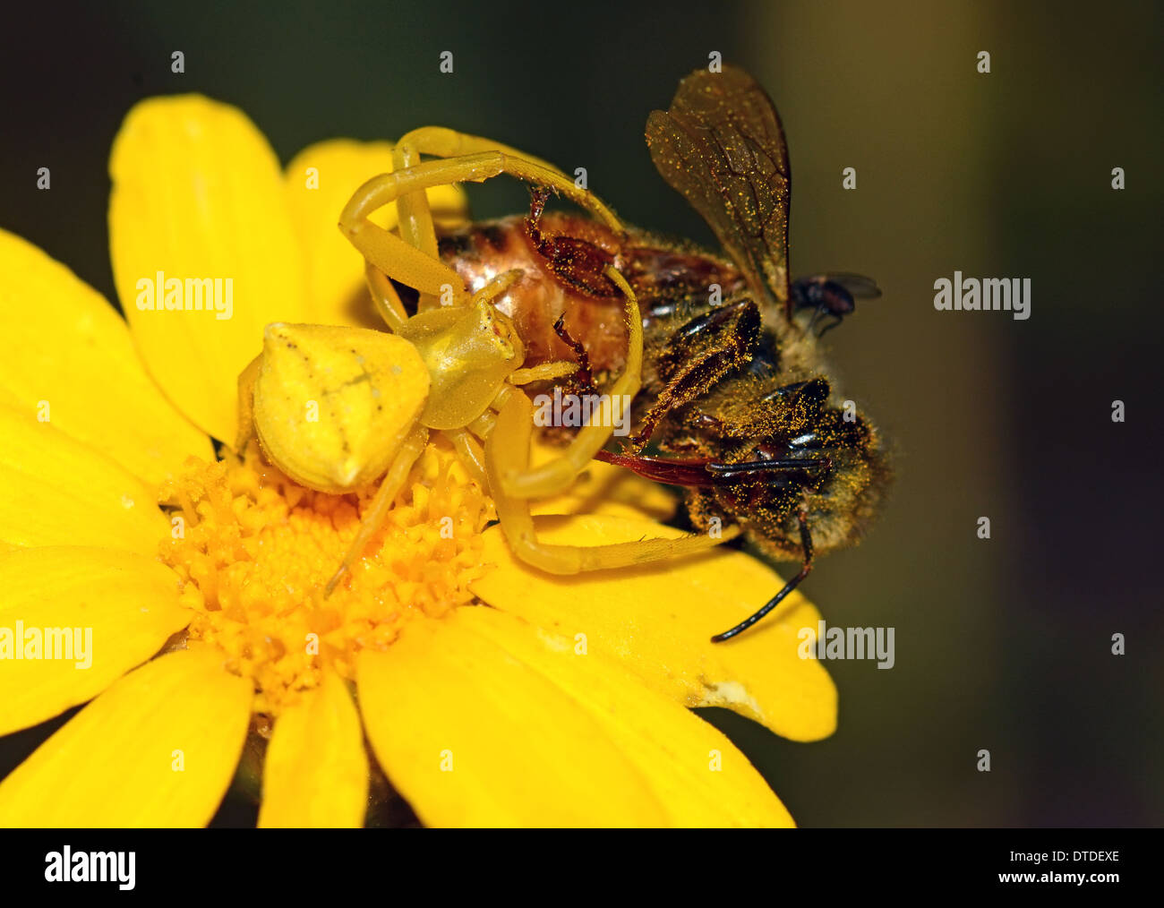 Camouflaged spider eat bee on flower Stock Photo - Alamy