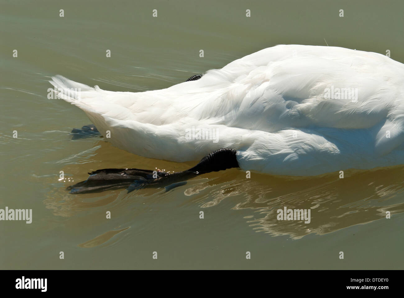 Swan, Tail and back side Stock Photo - Alamy