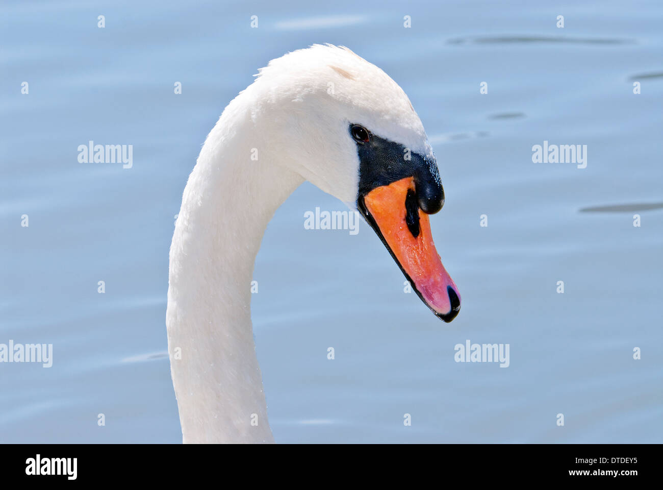 Swan Portrait High Resolution Stock Photography and Images - Alamy