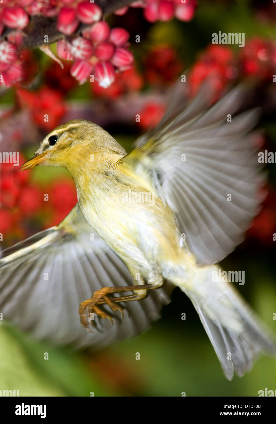 Yellow warbler in flight hi-res stock photography and images - Alamy