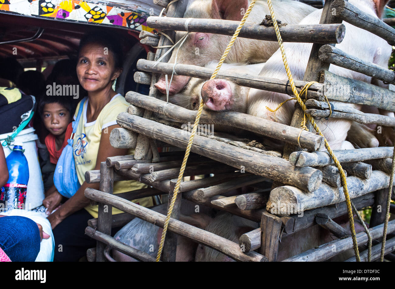 transport of pigs to market, Philippines Stock Photo - Alamy