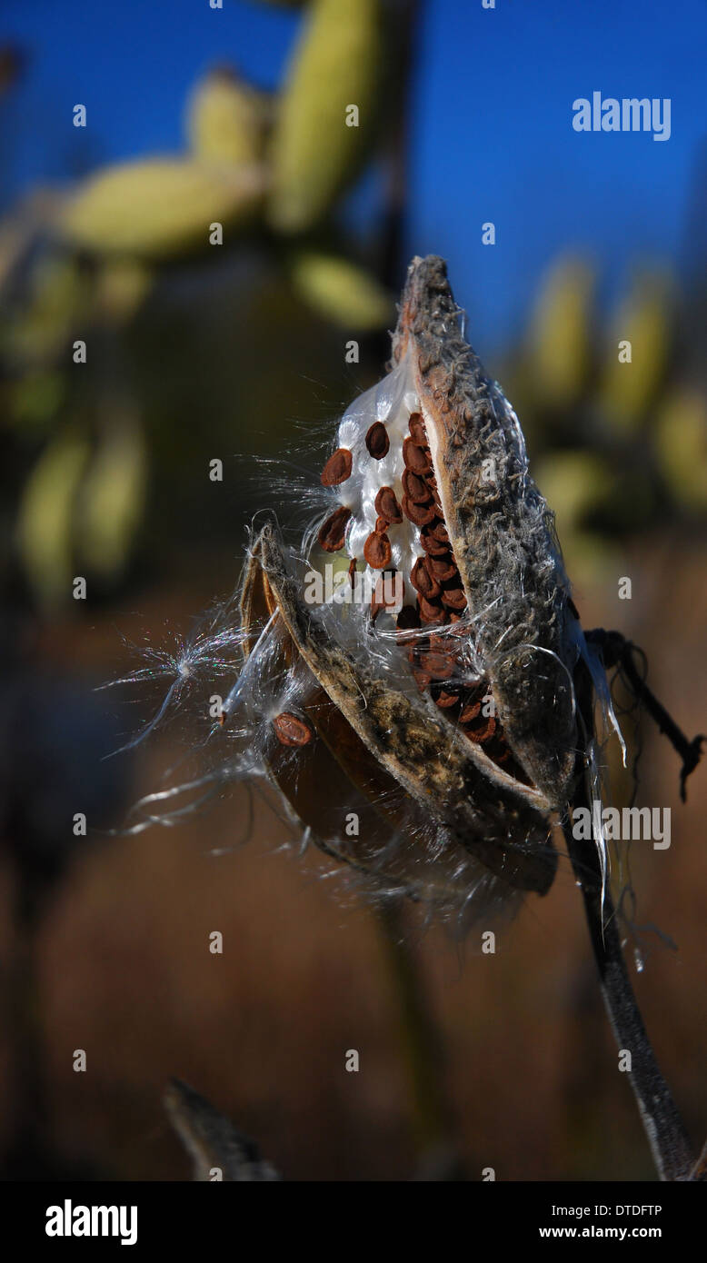 Milkweed pod hi-res stock photography and images - Alamy