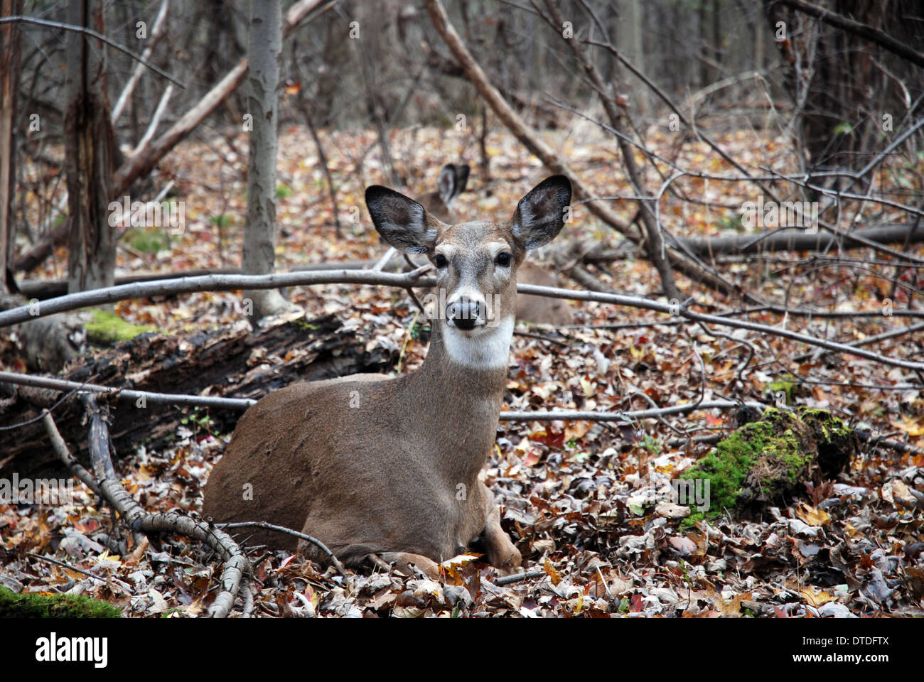 Whitetail deer doe hi-res stock photography and images - Alamy