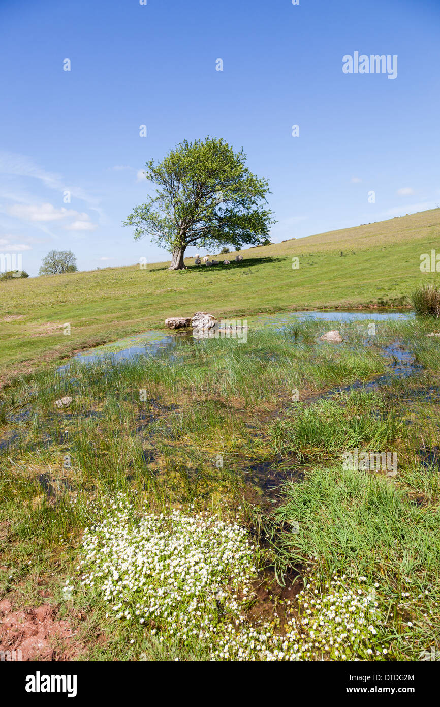 Marshy Pond High Resolution Stock Photography and Images - Alamy