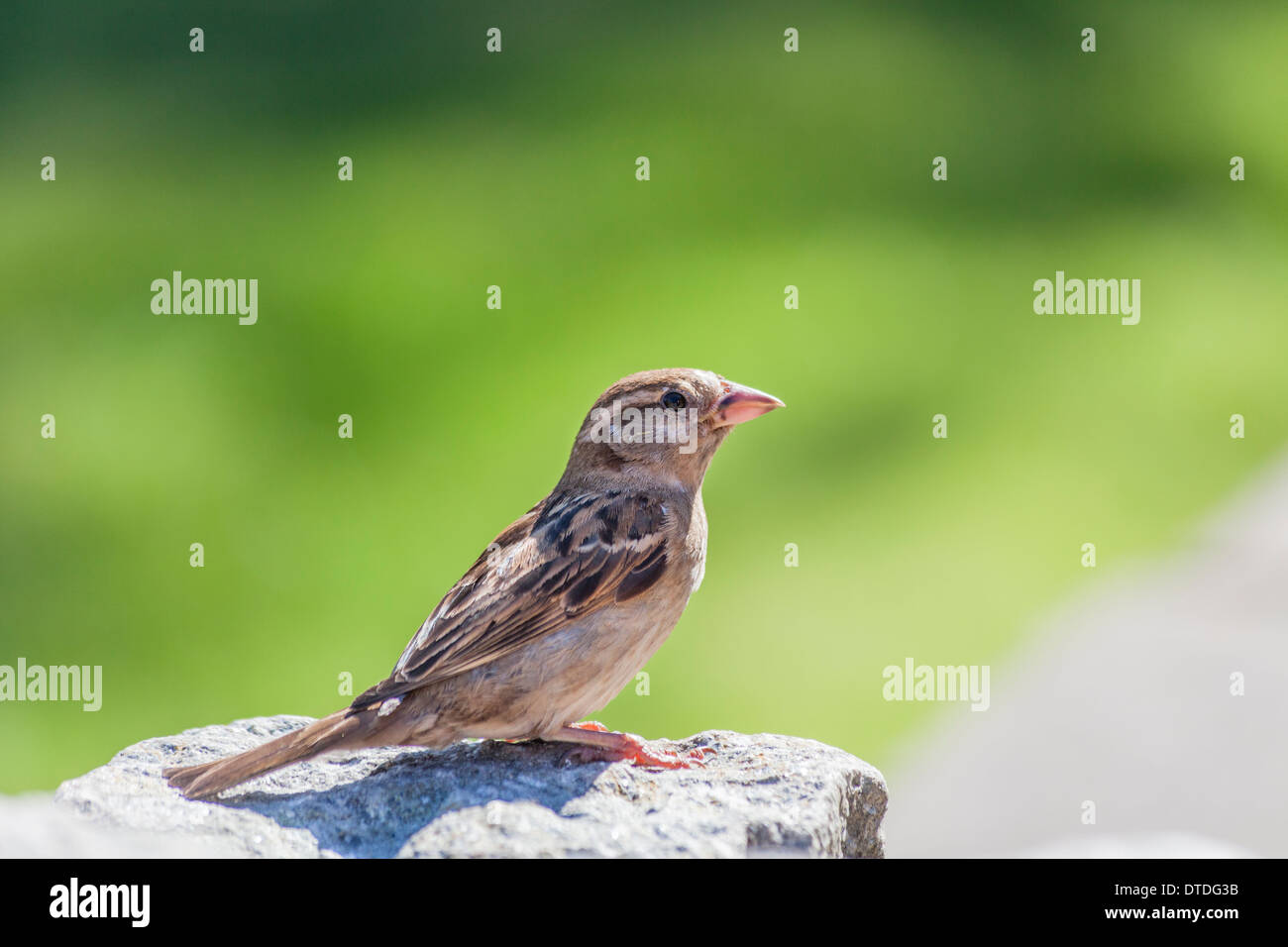Welsh national bird hi-res stock photography and images - Alamy