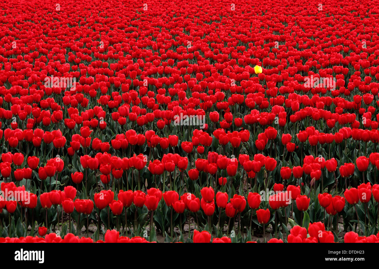 Red tulip separate hi-res stock photography and images - Alamy