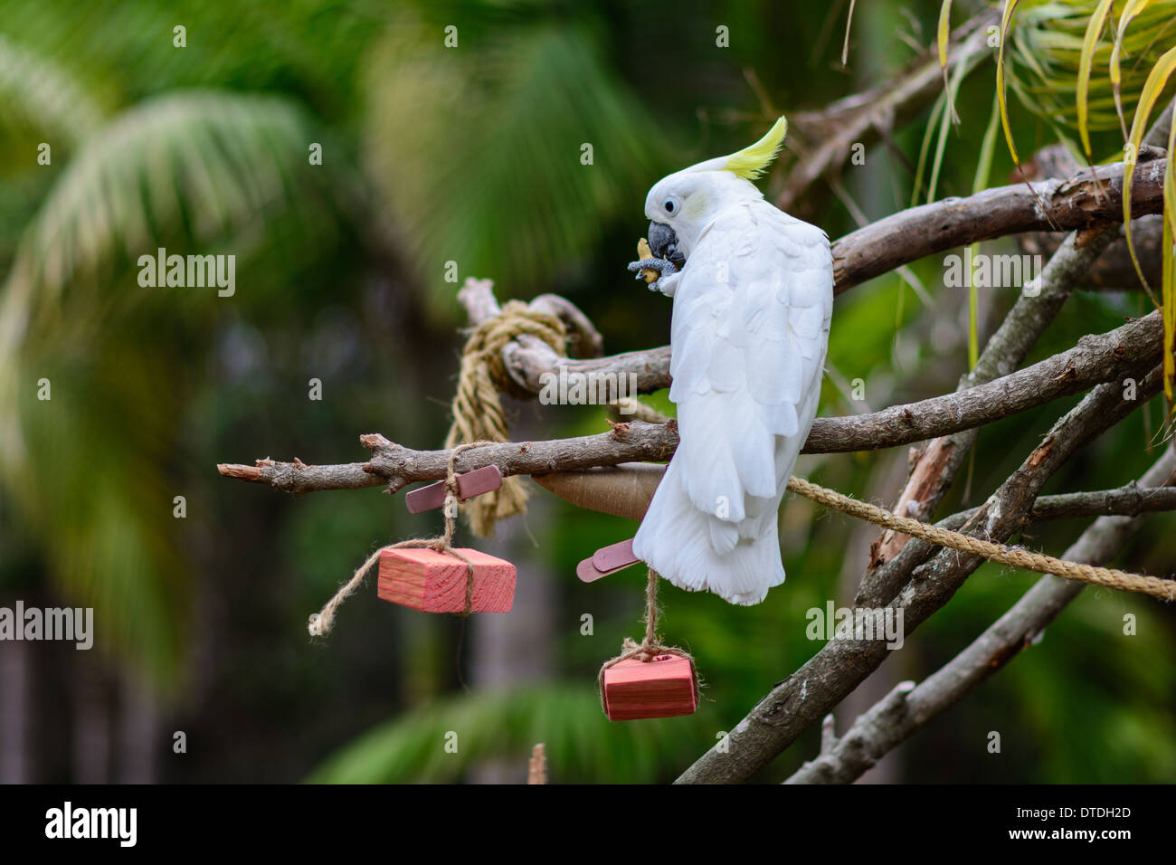 Cocky bird hi-res stock photography and images - Alamy