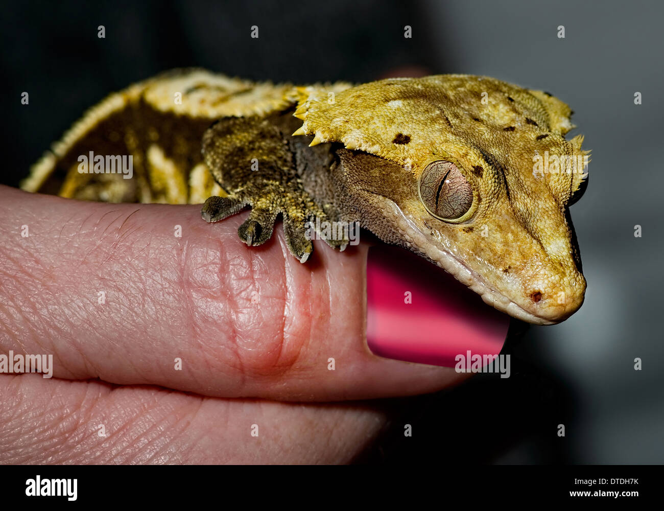 Small yellow gecko lizard on finger Stock Photo - Alamy