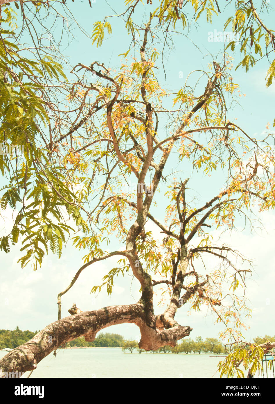 Branches of the tree standing out in the river Stock Photo - Alamy
