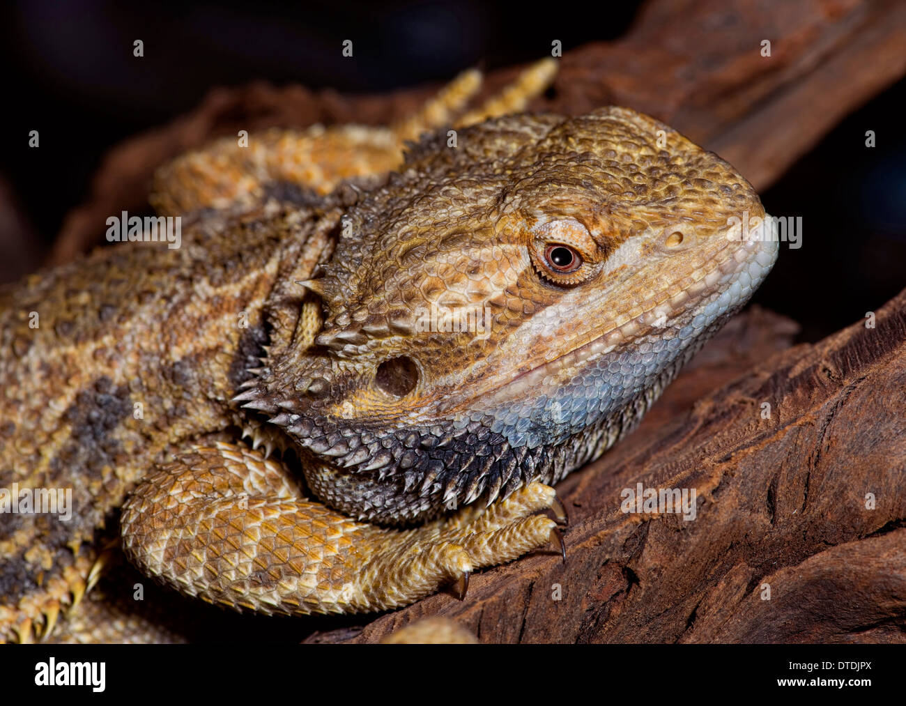Closeup of bearded dragon lizard Stock Photo - Alamy