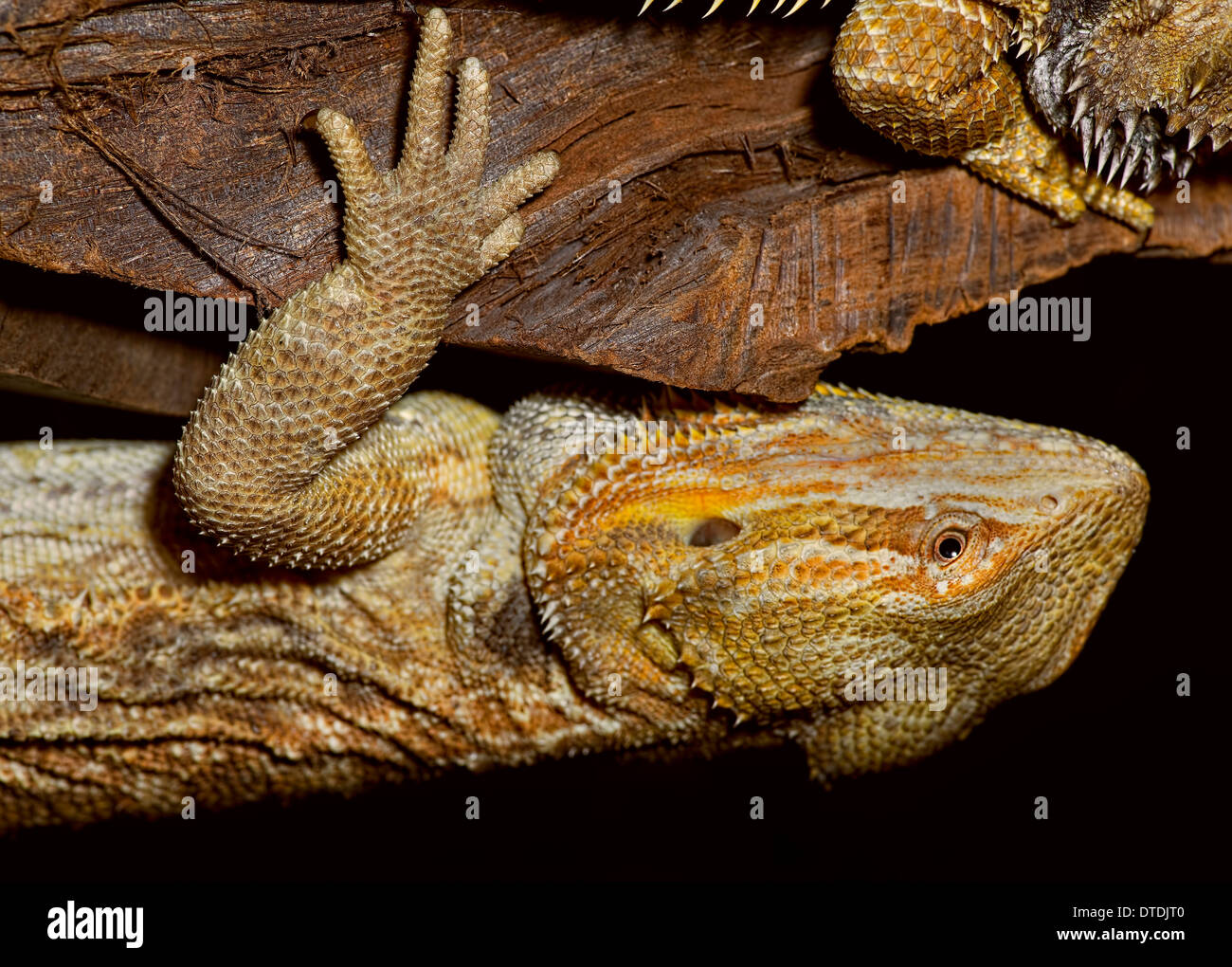 Closeup of bearded dragon lizard hanging upside down Stock Photo - Alamy