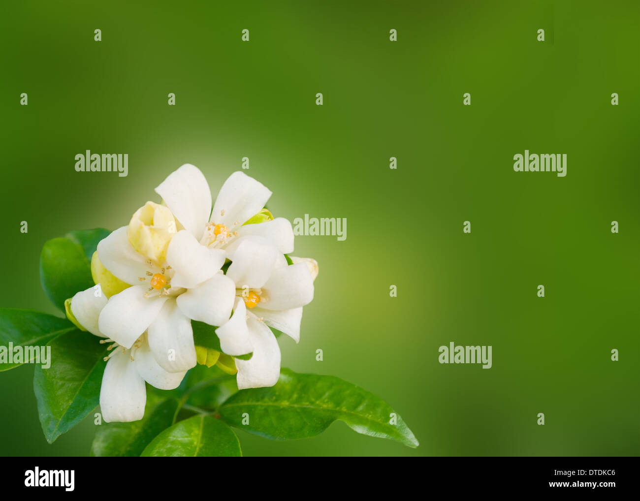Murraya paniculata hi-res stock photography and images - Alamy