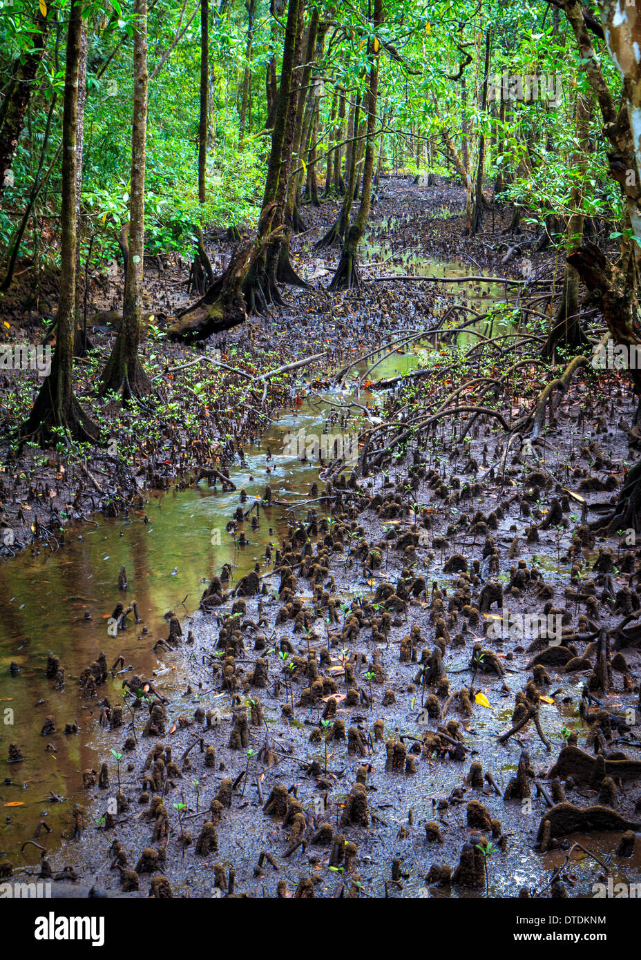 Water flowing through a mangrove swamp in the Daintree Rainforest ...