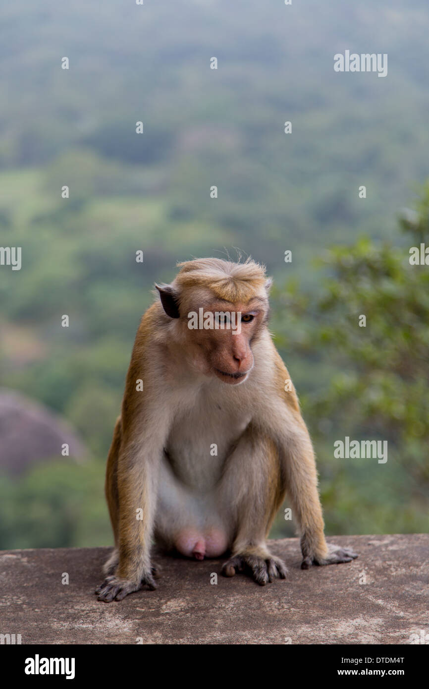 Toque hi-res stock photography and images - Alamy