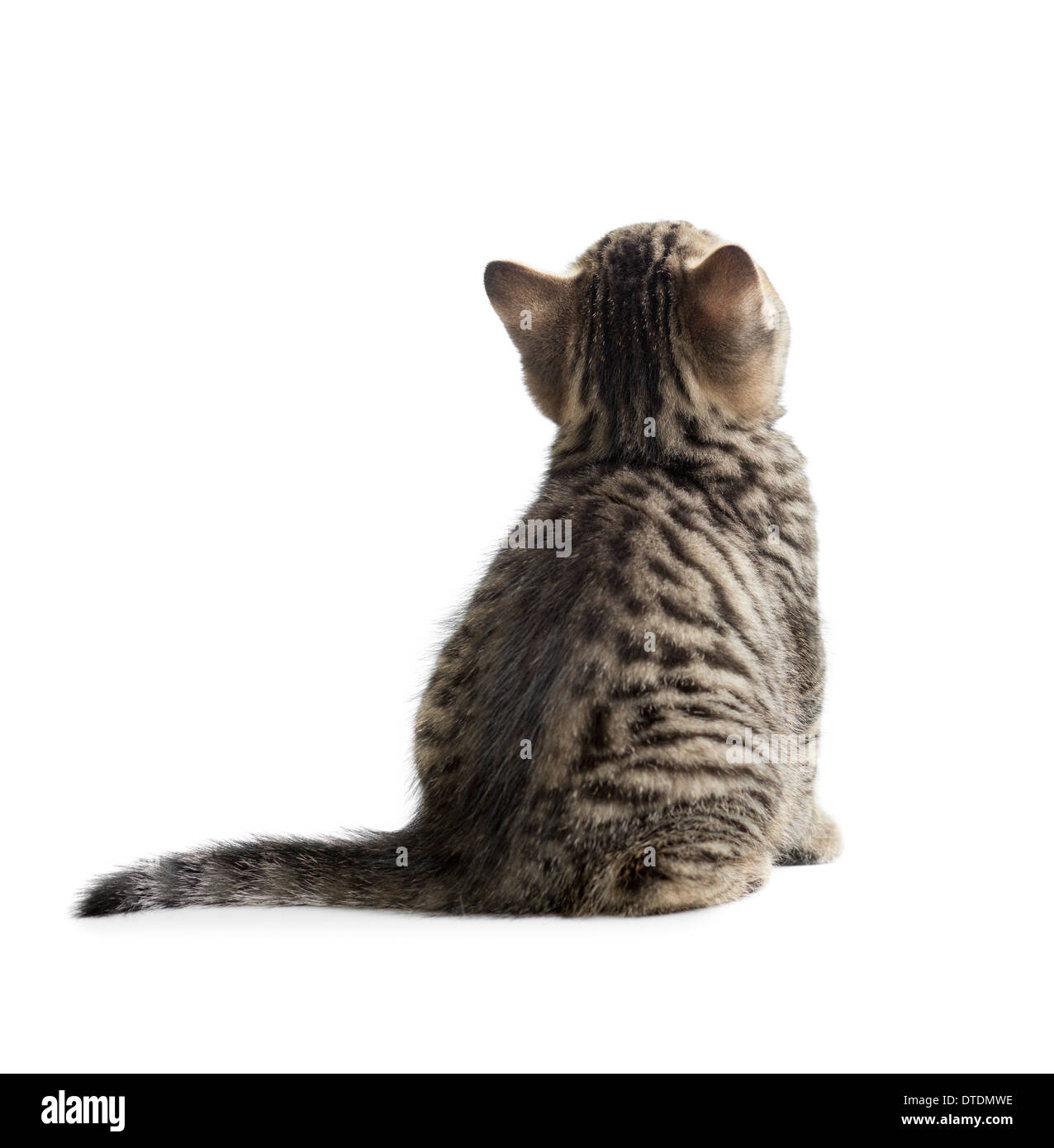 kitten rear or back view isolated on white Stock Photo - Alamy