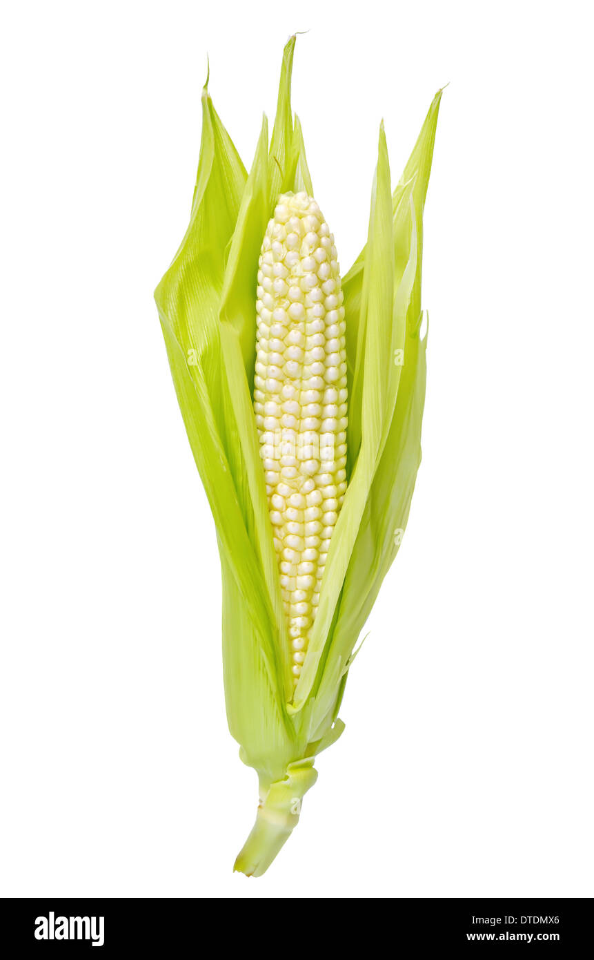 Corn on the cob with purified shell isolated on white background Stock ...
