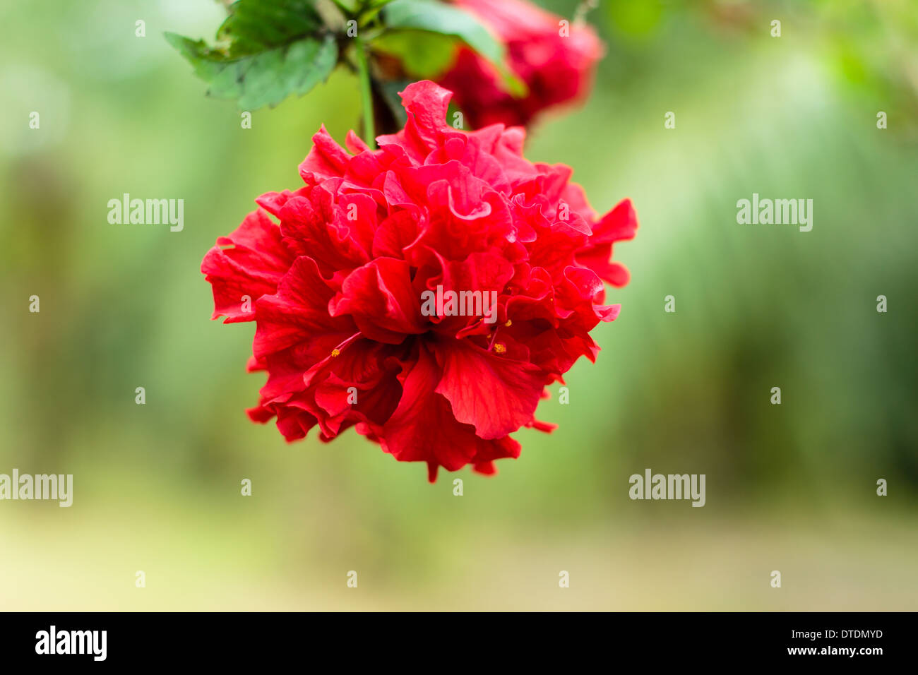 Big red hibiscus flower hi-res stock photography and images - Alamy