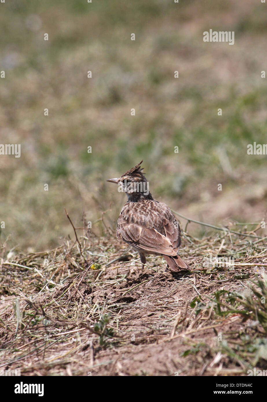 Field lark hi-res stock photography and images - Alamy