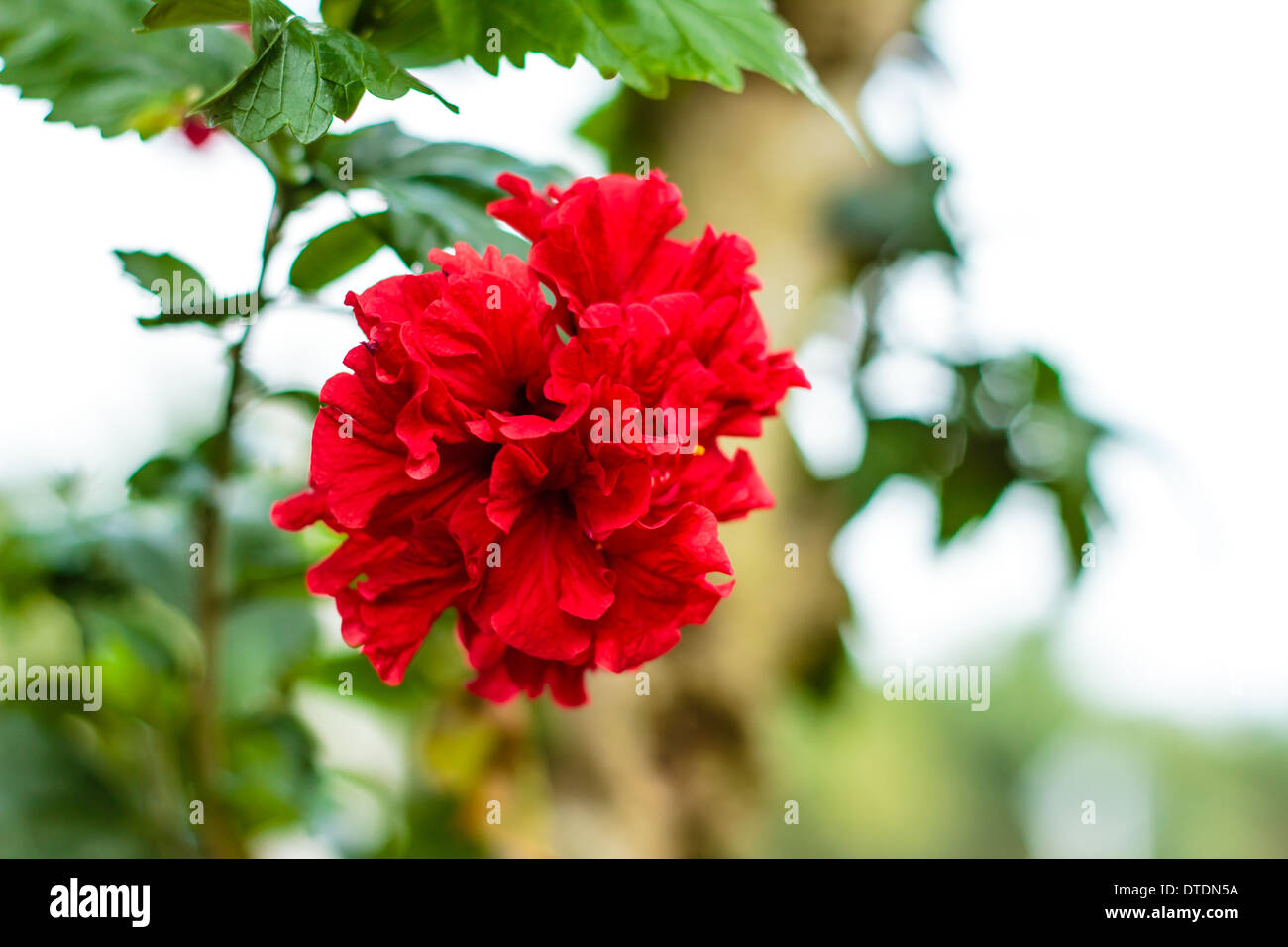 Big red hibiscus flower hi-res stock photography and images - Alamy