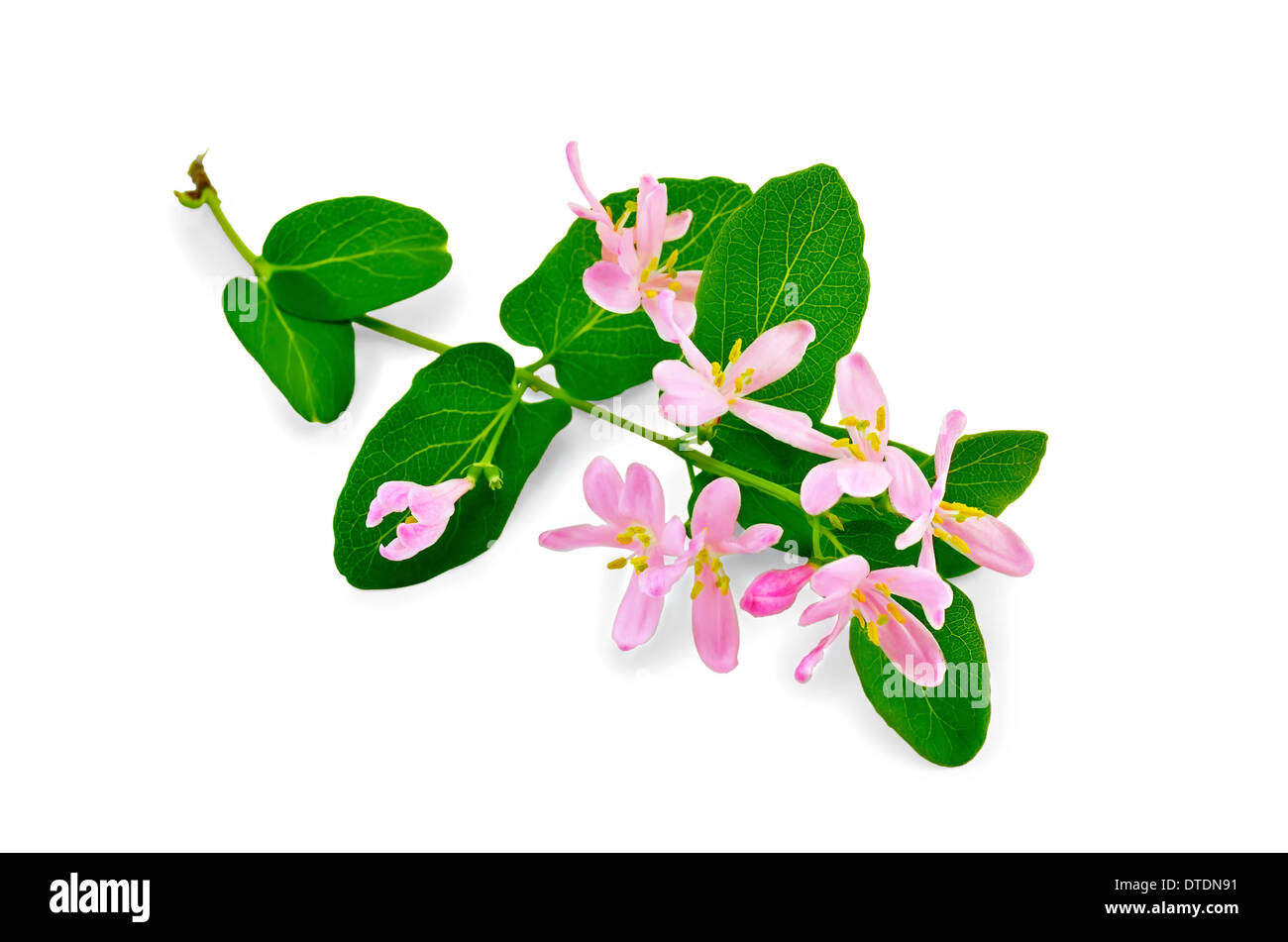 Honeysuckle sprig with pink flowers and green leaves isolated on white ...