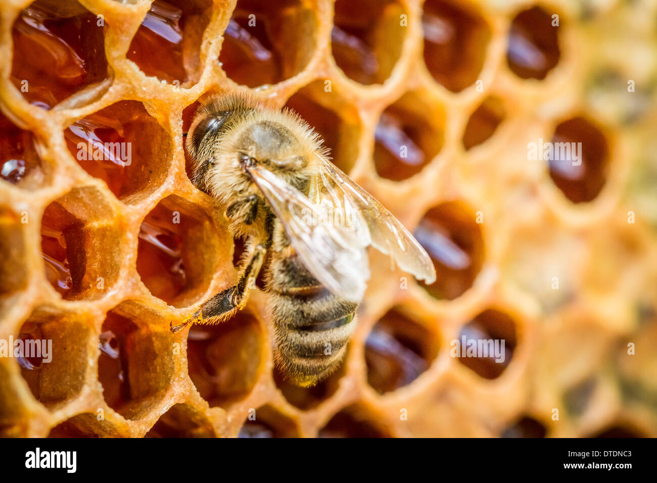 Healthy beehive hi-res stock photography and images - Alamy