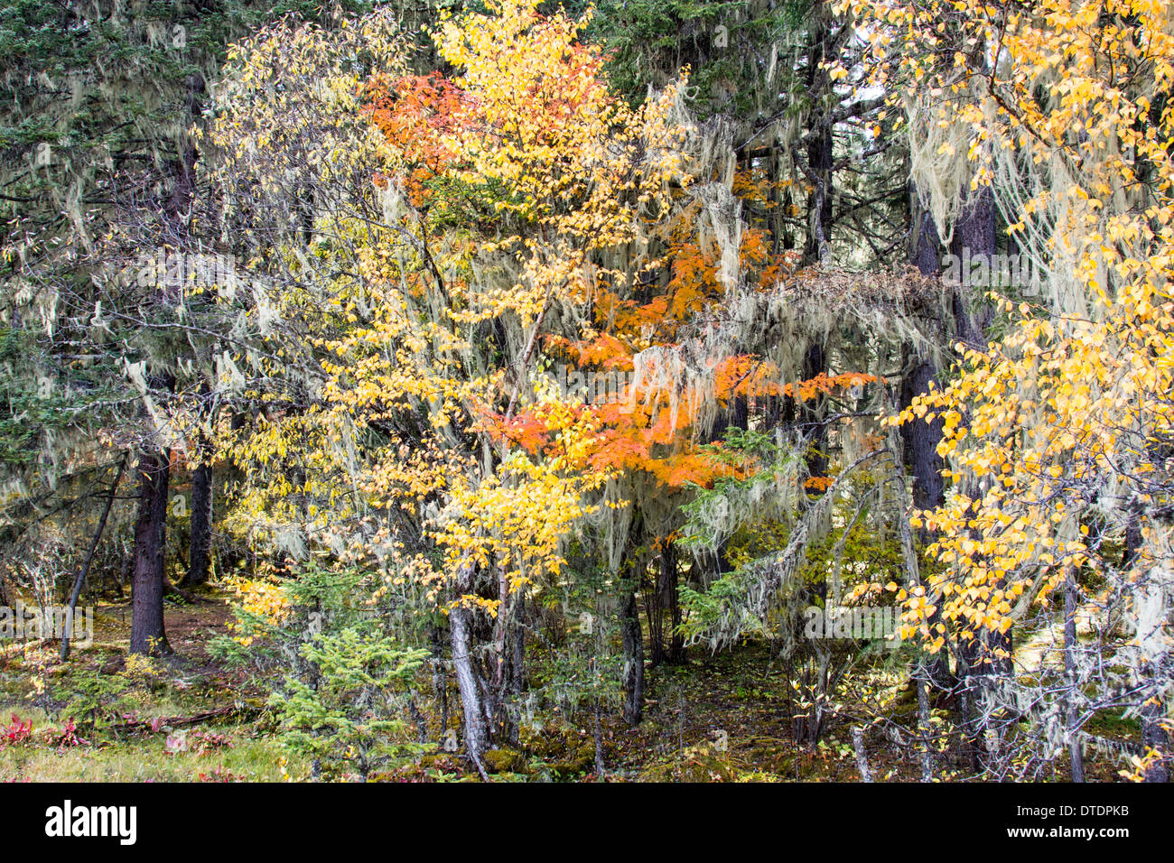 Lake and forest in Autumn Colours Photographed in China Stock Photo - Alamy