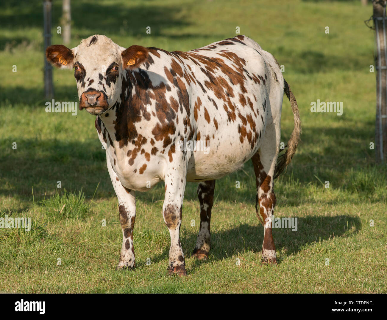 Normande Cattle High Resolution Stock Photography and Images - Alamy