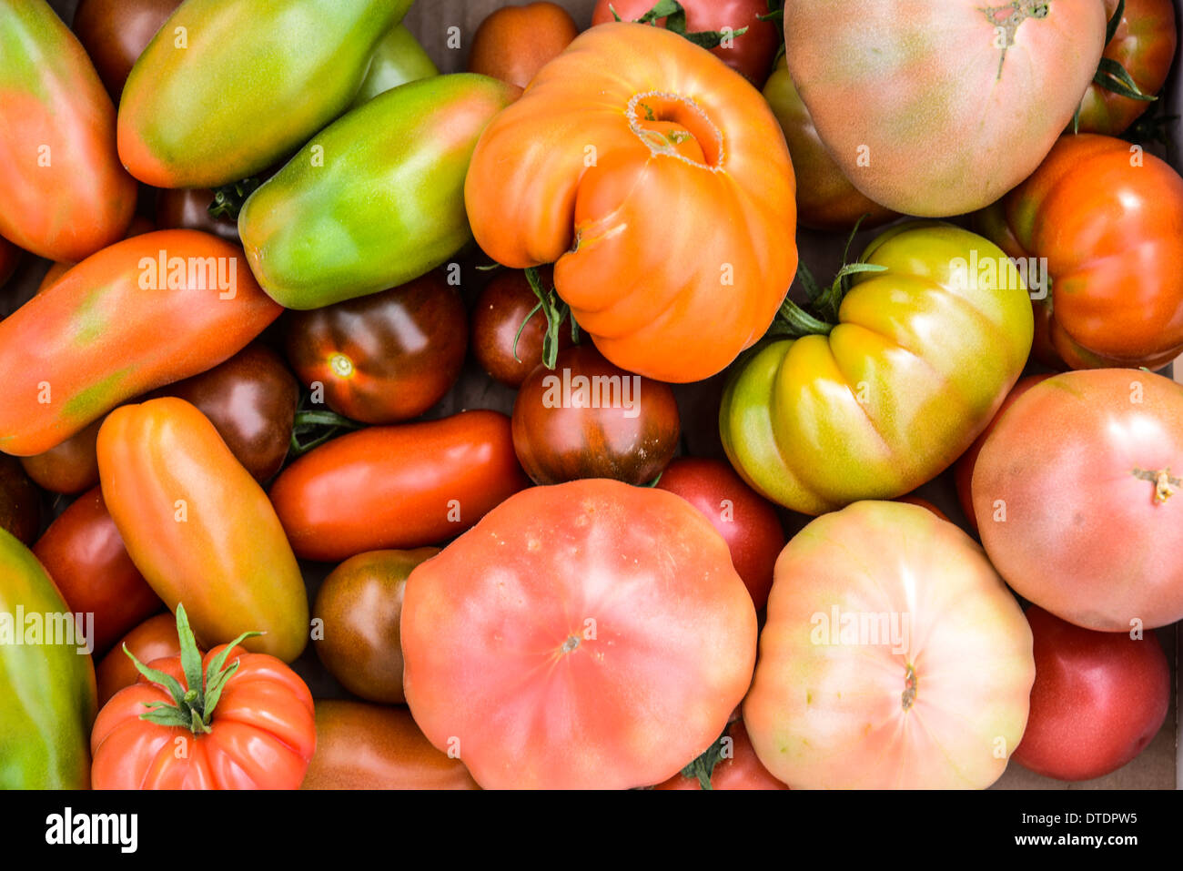 A crop of freshly picked tomato varieties Stock Photo - Alamy