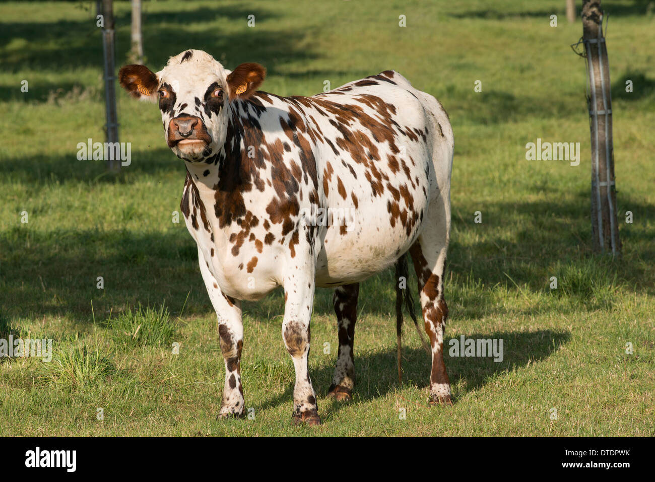 Normande breed cattle hi-res stock photography and images - Alamy
