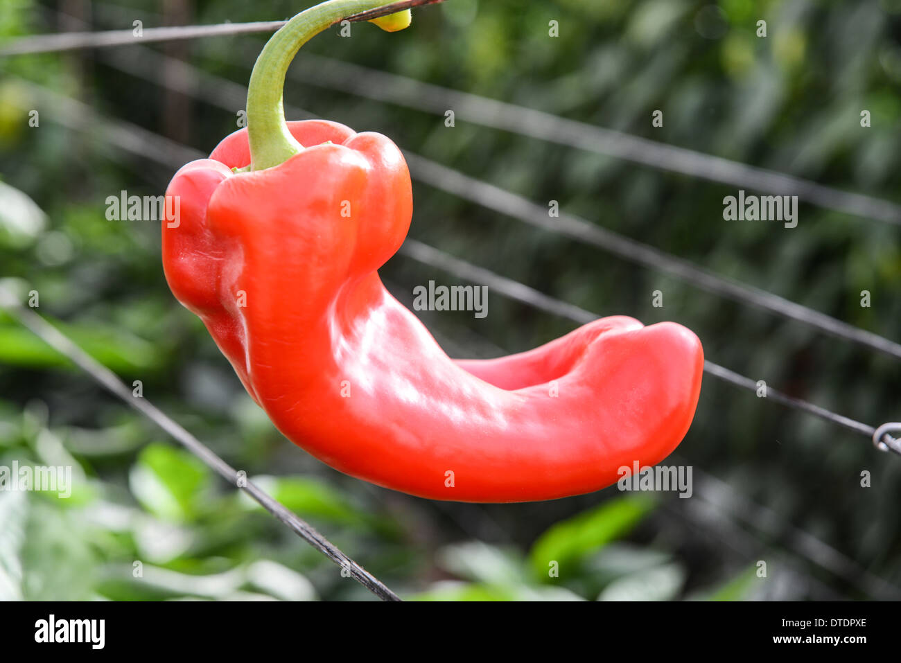 red Chilli peppers grow on a bush Stock Photo - Alamy