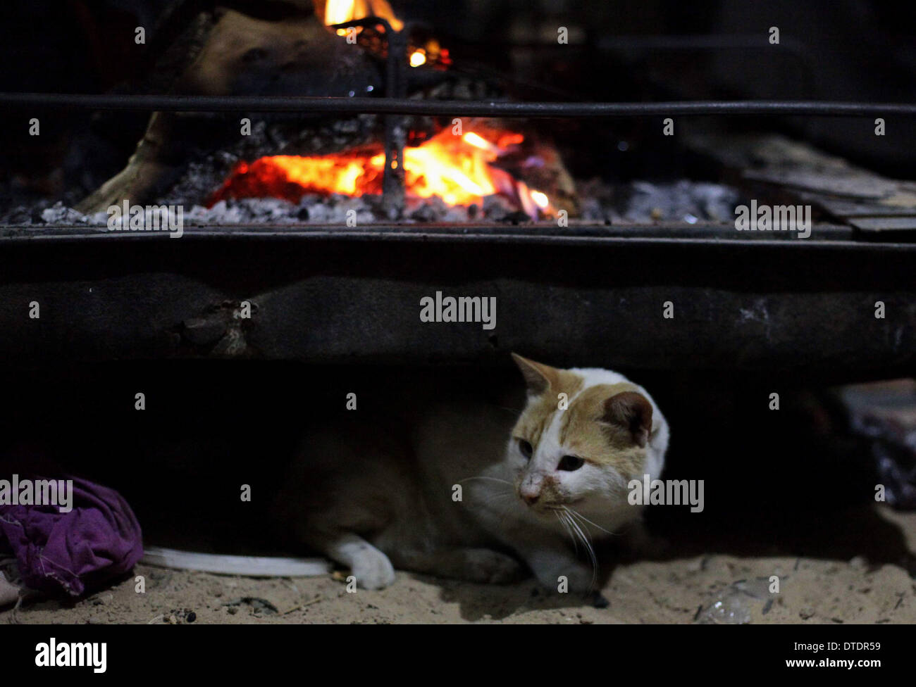 Feb. 15, 2014 - Gaza City, Gaza Strip, Palestinian Territory - A cat ...