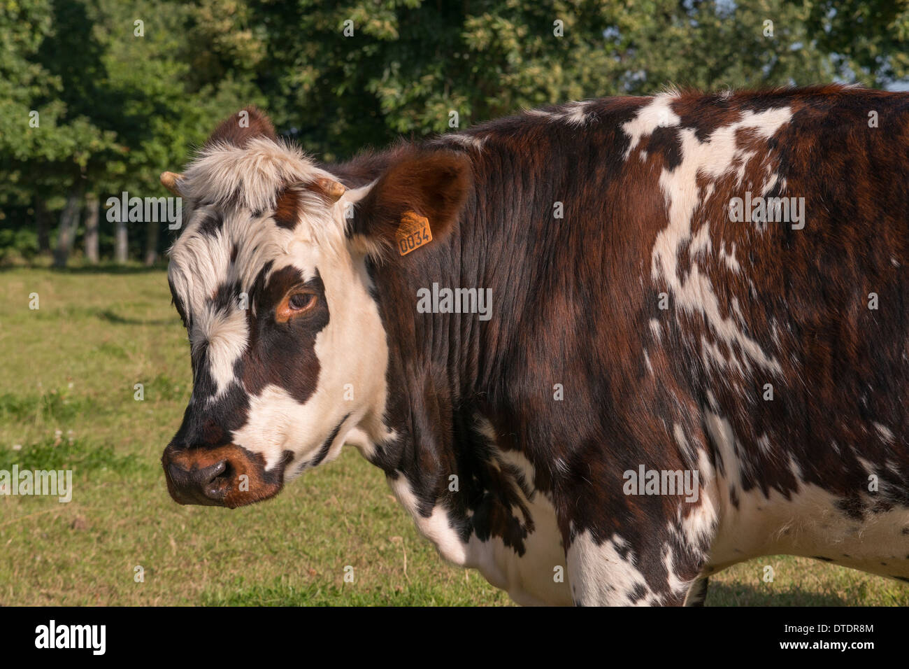 Normand cow breed hi-res stock photography and images - Alamy