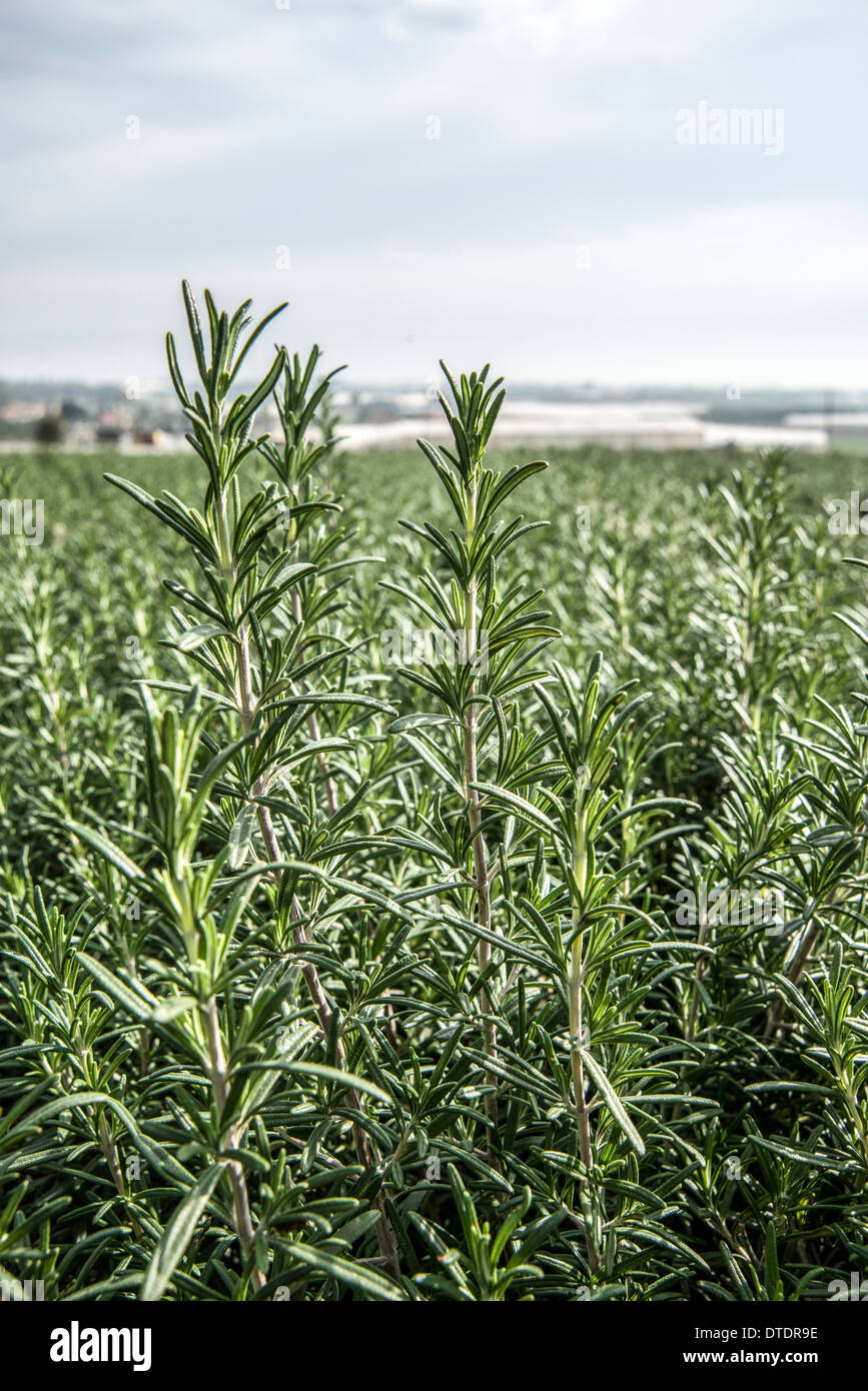A field of Cultivated Rosemary Stock Photo - Alamy