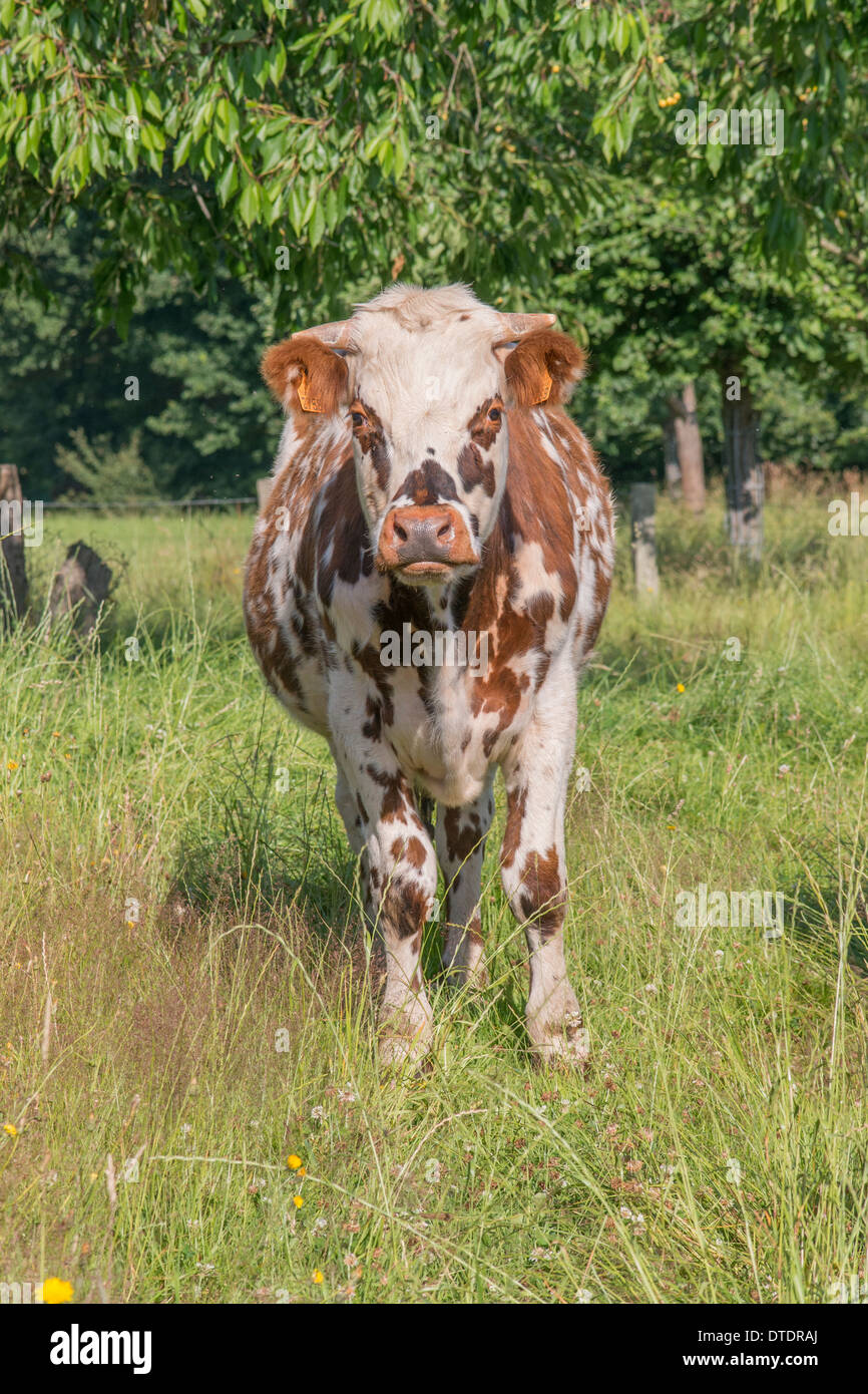 Normand cow breed hi-res stock photography and images - Alamy