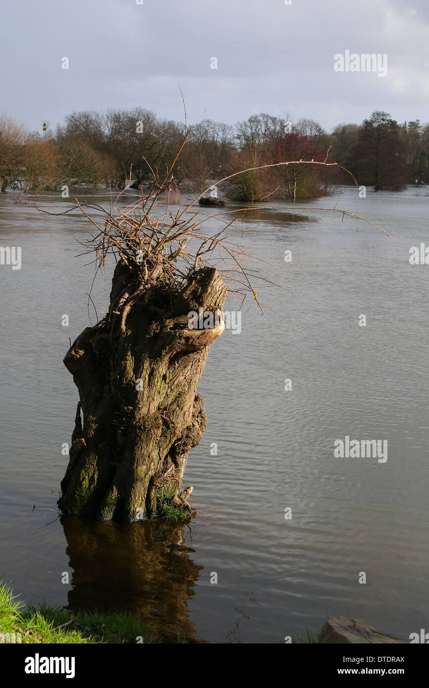 Tree flooded by the river The Claie near Malestroit Stock Photo - Alamy