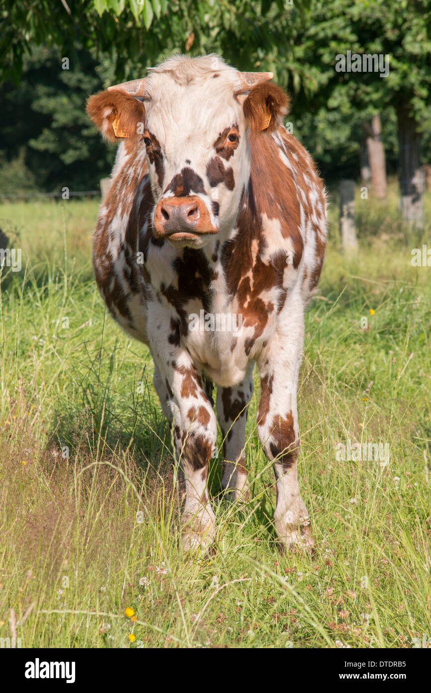 Normand cow breed hi-res stock photography and images - Alamy