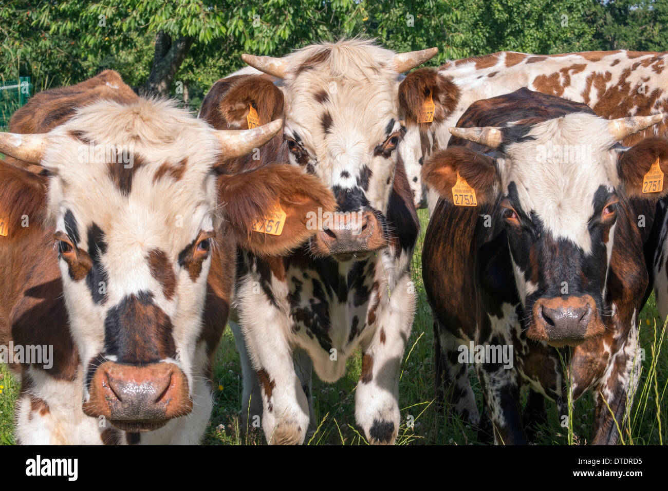 Normand cow breed hi-res stock photography and images - Alamy