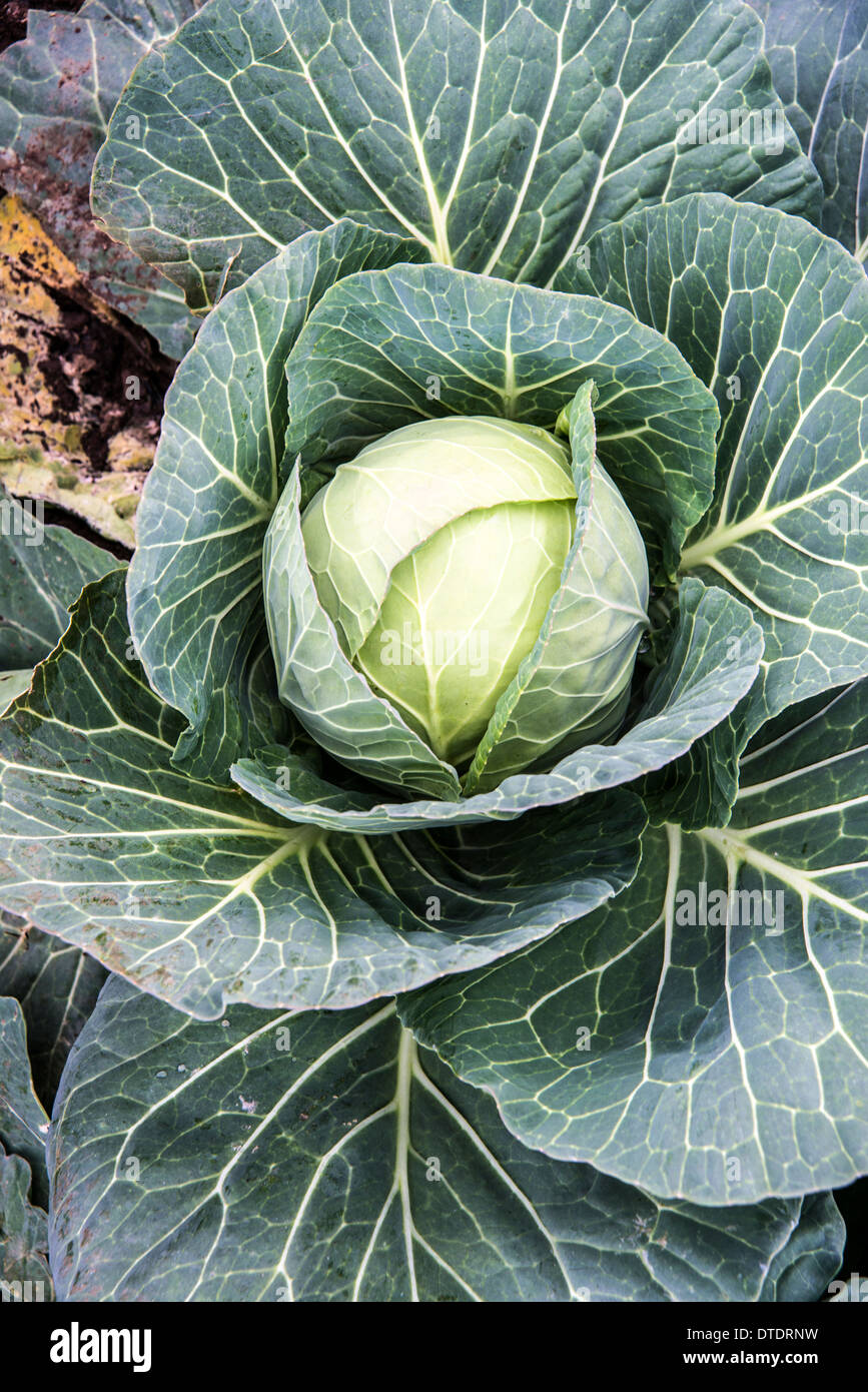 Cabbage head plant hi-res stock photography and images - Alamy