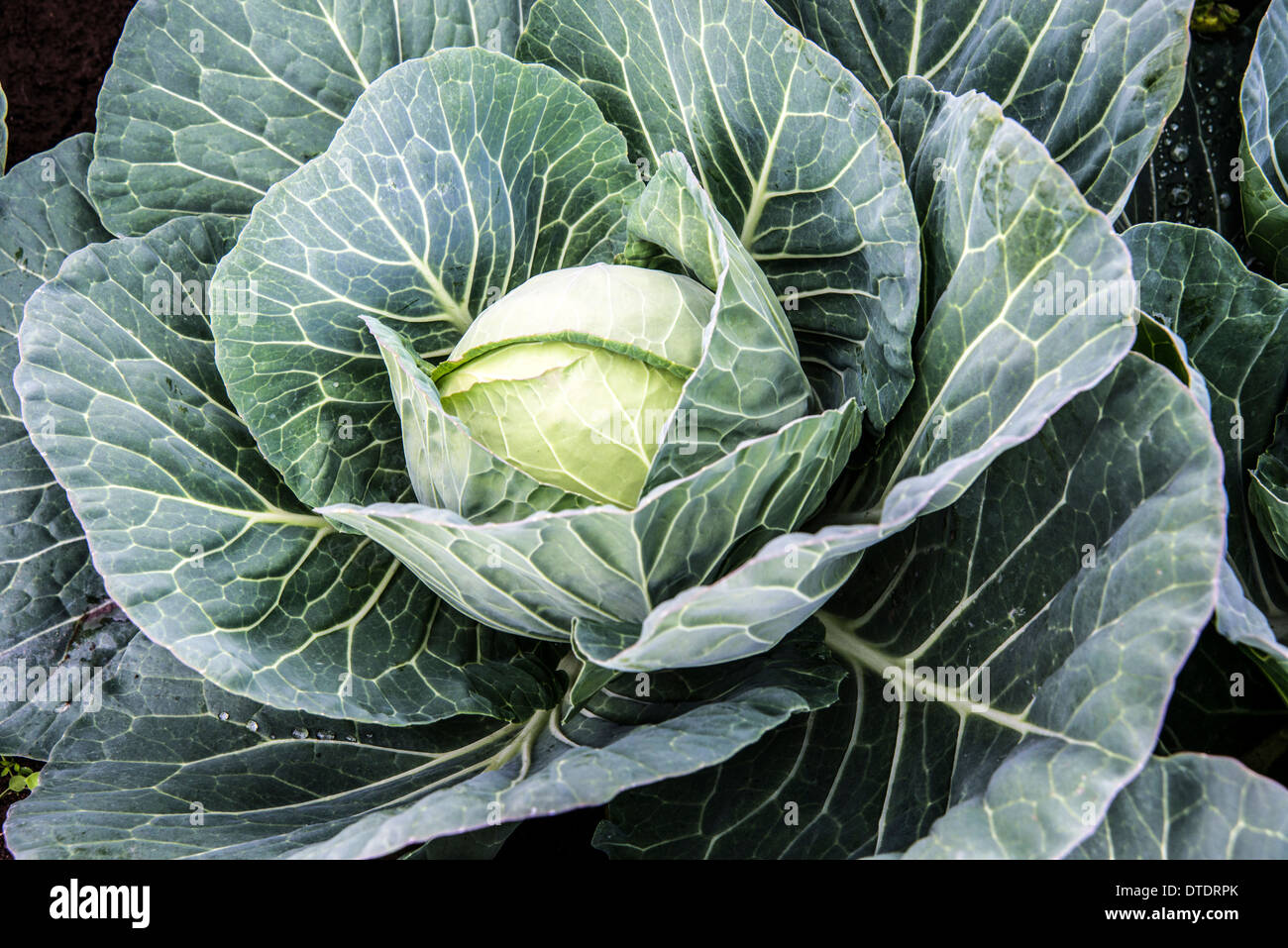 Cabbage head plant hi-res stock photography and images - Alamy