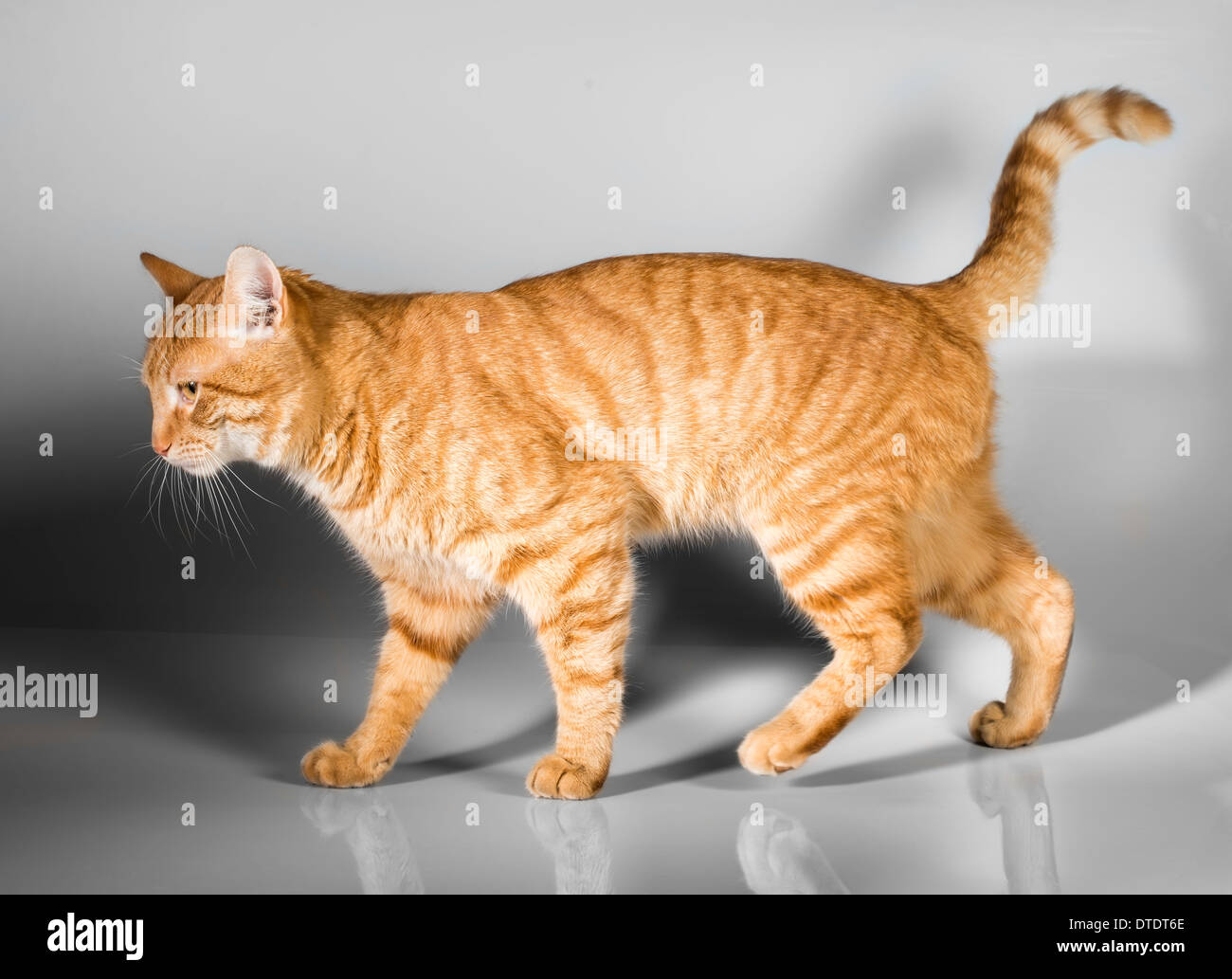 Orange color cat on white background Stock Photo - Alamy