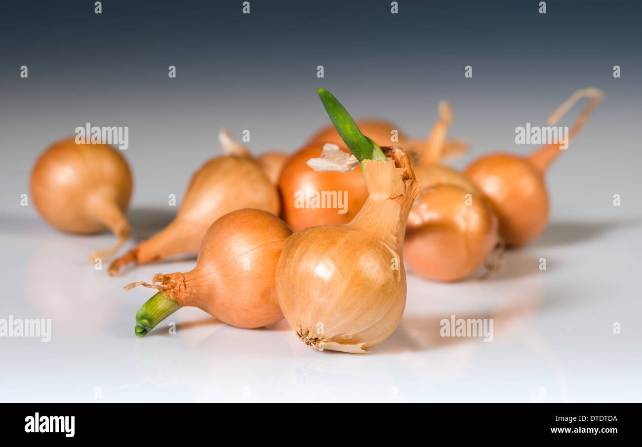 Small onions on white background Stock Photo - Alamy