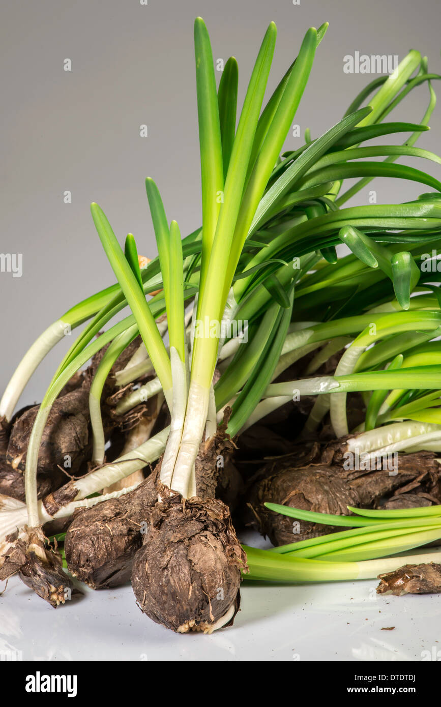 Flower bulbs hi-res stock photography and images - Alamy